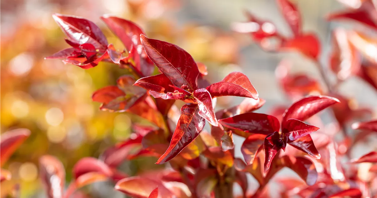 Lagerstroemia indica 'Berry Dazzle'