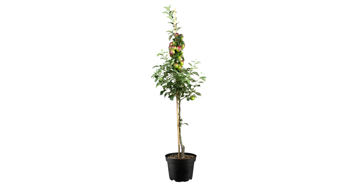 Malus 'Prinz Albrecht von Preußen' CAC